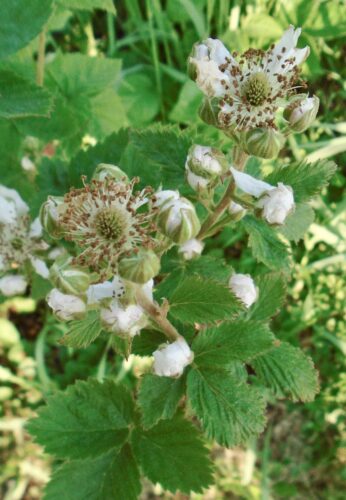 Black Raspberries vs Blackberries – Mother Earth News